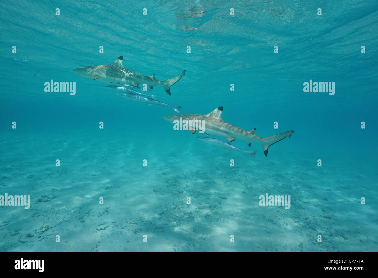 Remora fish shark hi-res stock photography and images - Alamy