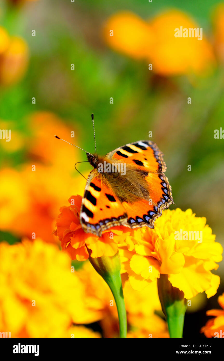 small tortoiseshell butterfly Stock Photo - Alamy