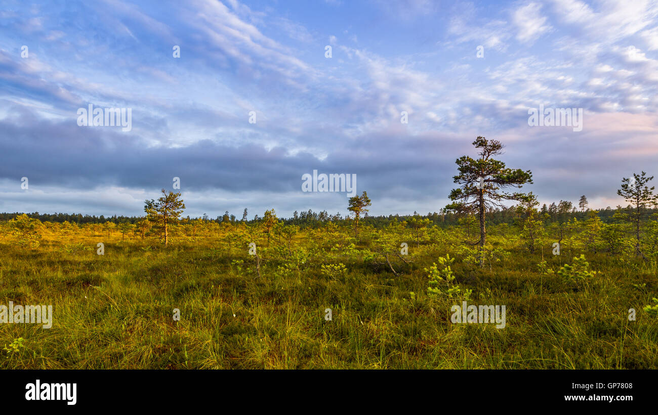 Bog near Bromarv, Southern Finland Stock Photo - Alamy