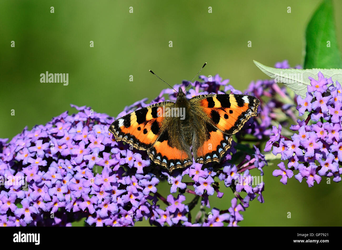 small tortoiseshell butterfly Stock Photo - Alamy