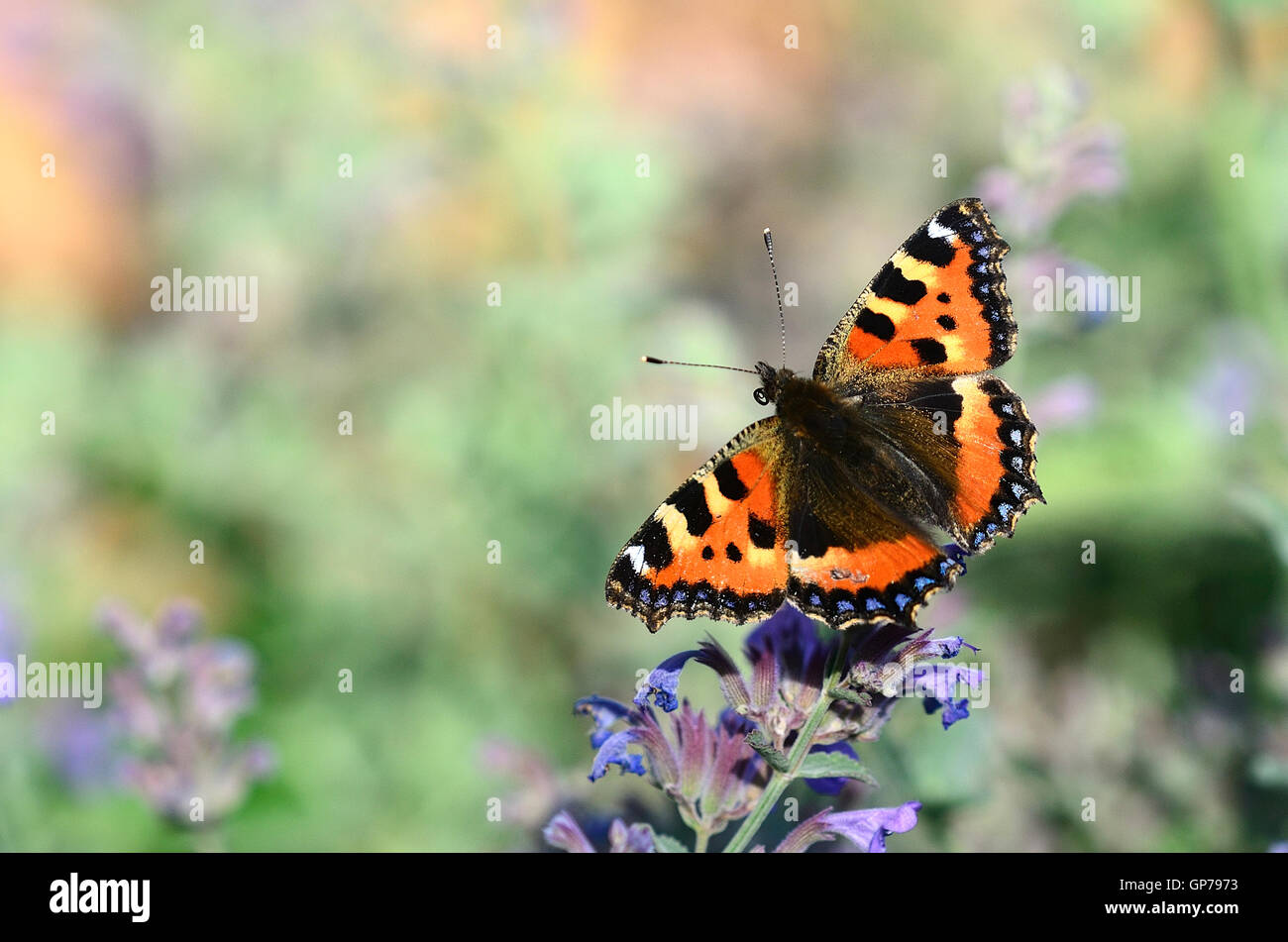 small tortoiseshell butterfly Stock Photo - Alamy