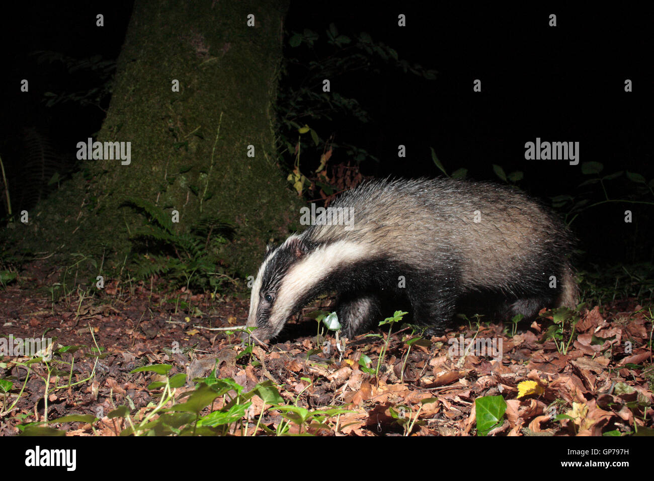 Uk badger eye hi-res stock photography and images - Alamy