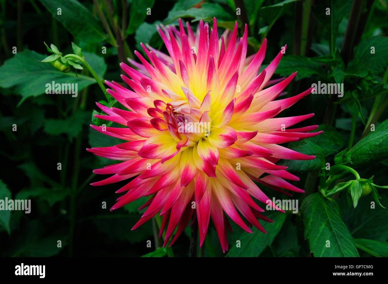 Rhiannon hi-res stock photography and images - Alamy