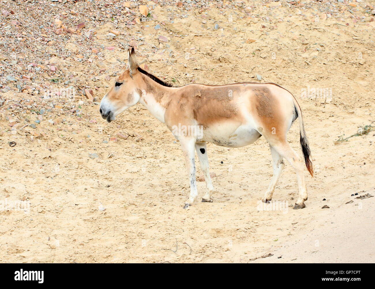 Onager or Asiatic wild ass (Equus hemionus) walking in a desert setting ...