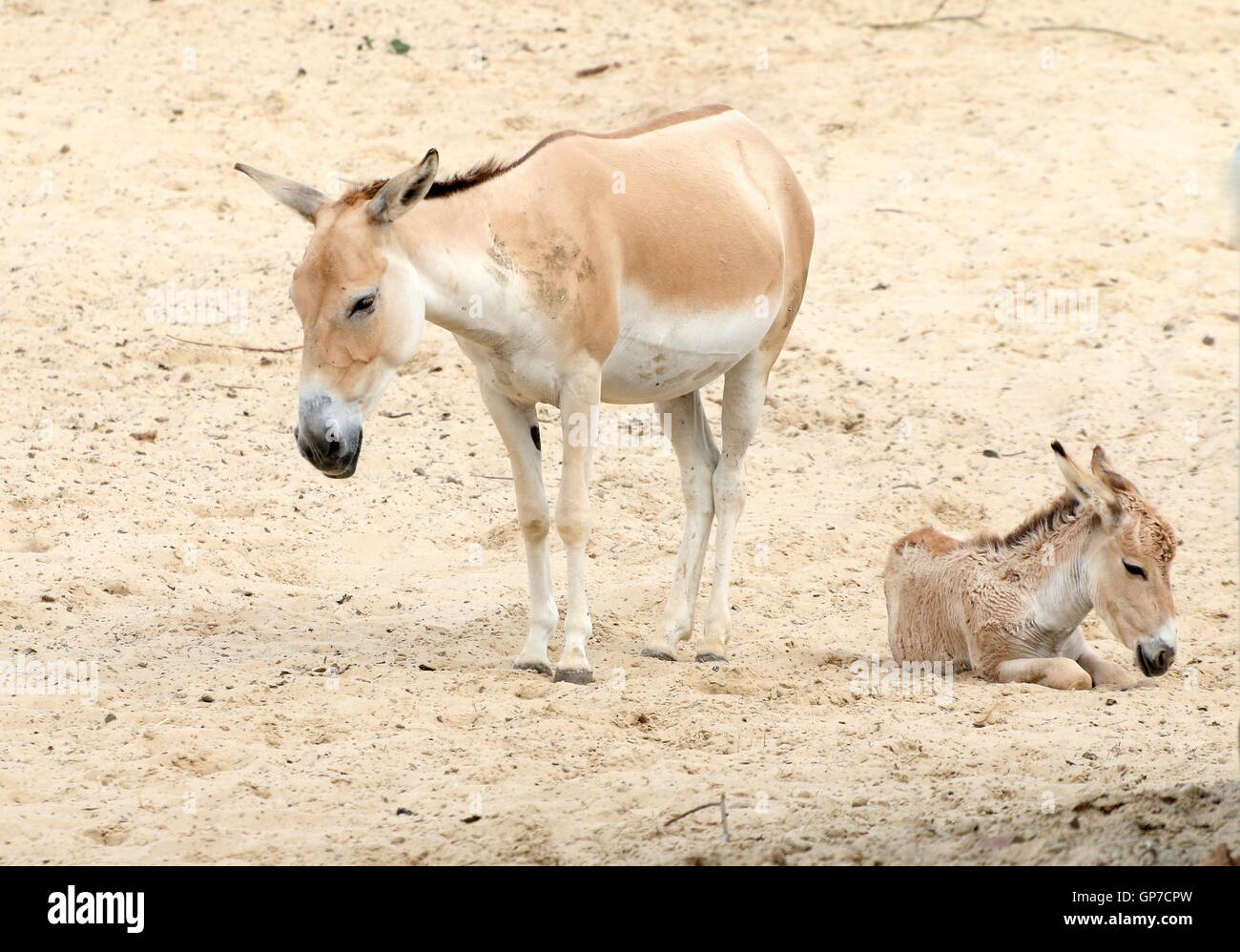 Central Asian Onager foal, a.k.a. Asiatic wild ass (Equus hemionus ...
