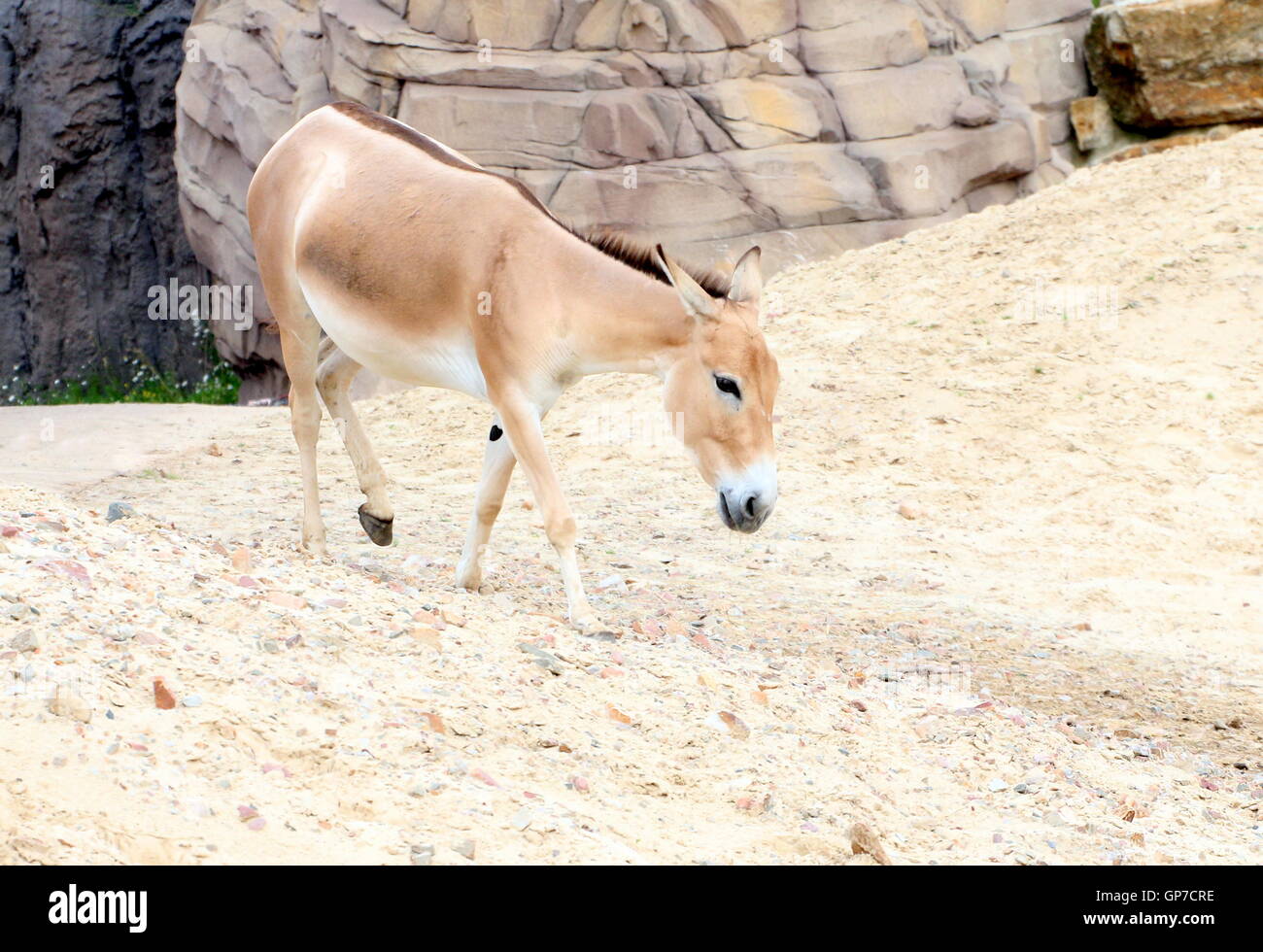 Onager or Asiatic wild ass (Equus hemionus) walking in a desert setting ...