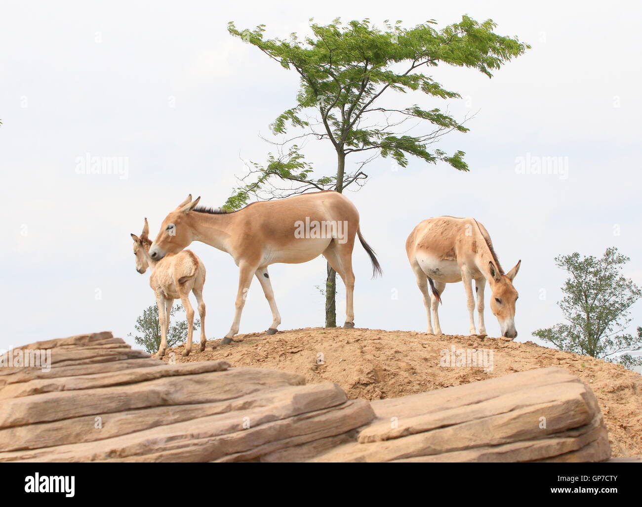 Small group of Central Asian Onagers, a.k.a. Asiatic wild ass (Equus ...
