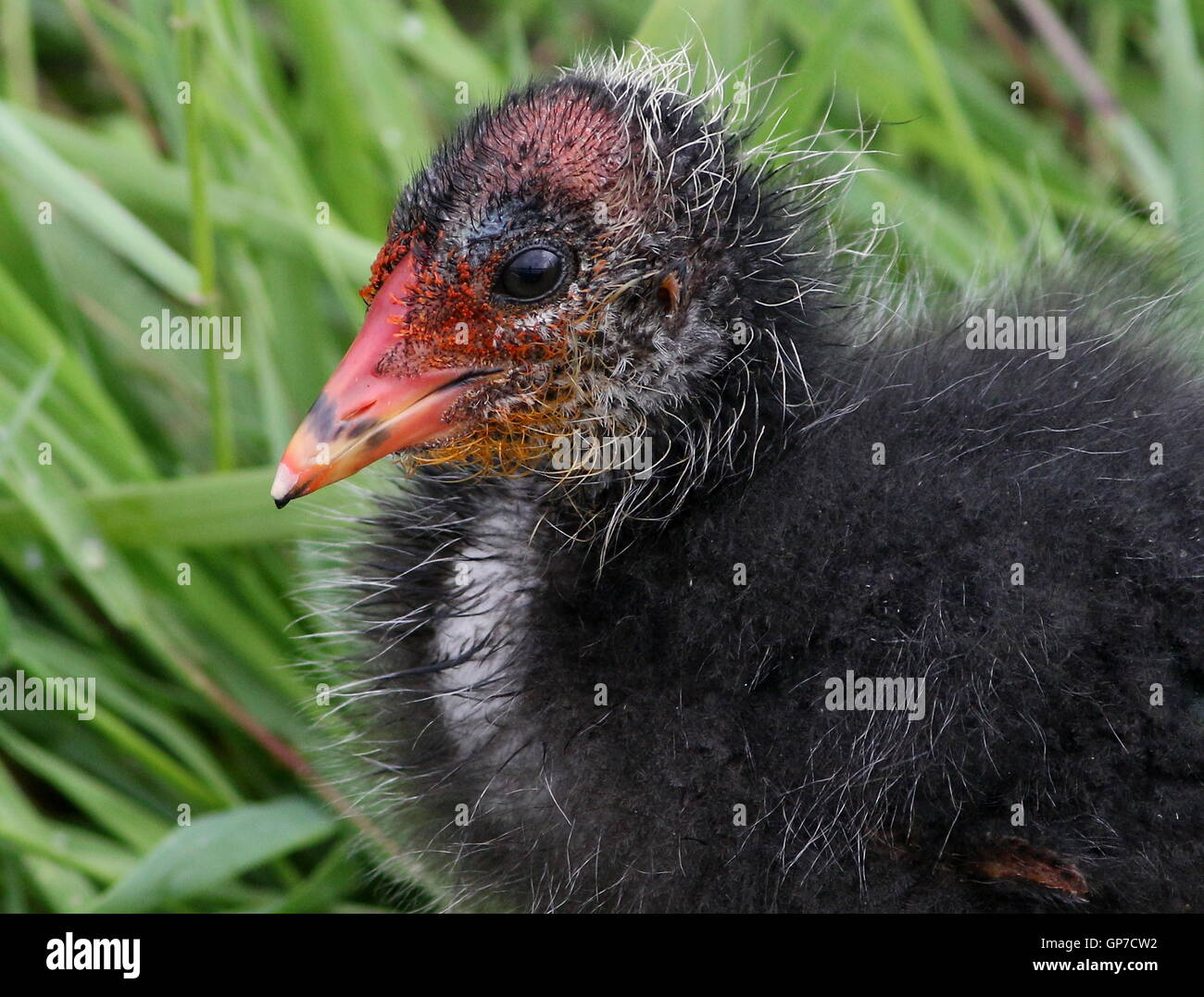 Juvenile Eurasian Coot (Fulica atra) closeup portrait Stock Photo - Alamy
