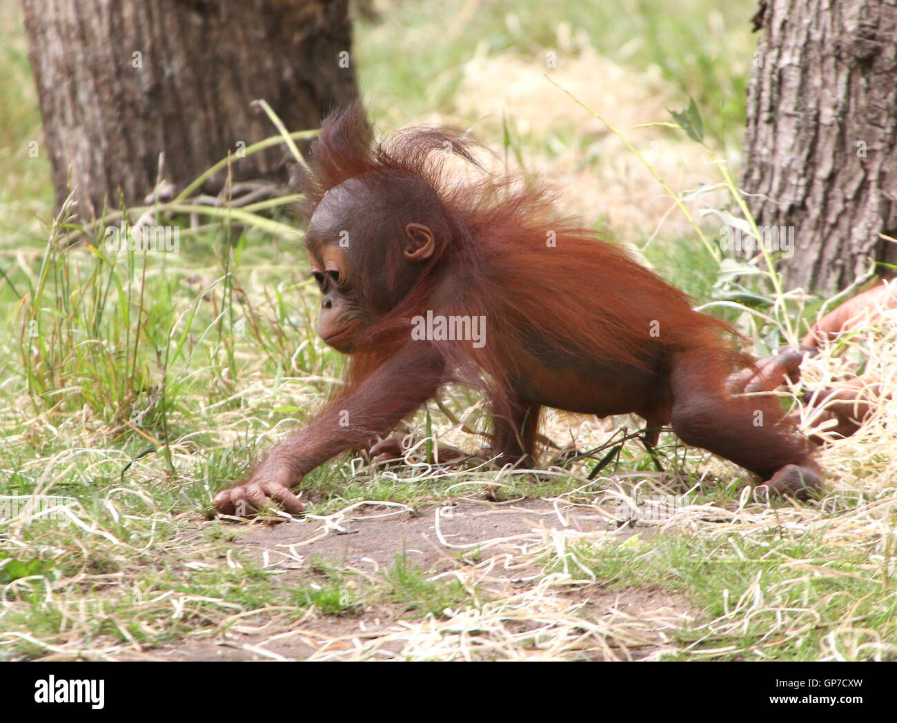 Borneo orangutan young hi-res stock photography and images - Alamy