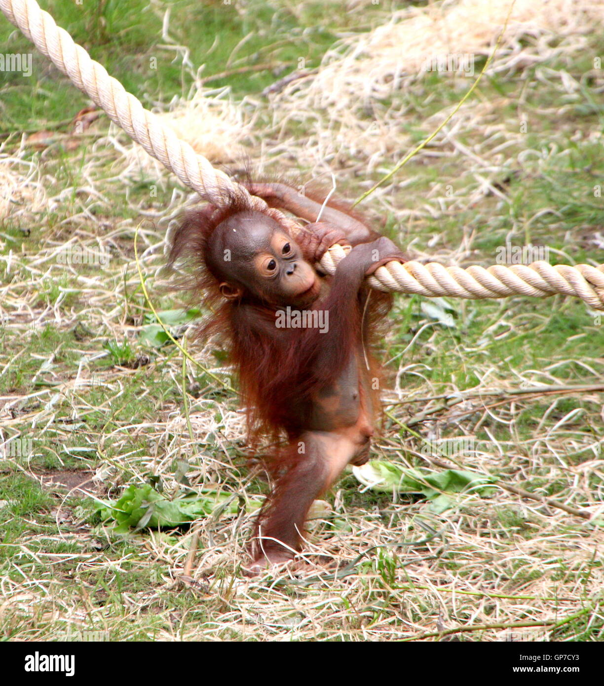 Six month old Baby Bornean orangutan (Pongo pygmaeus) learning the ...