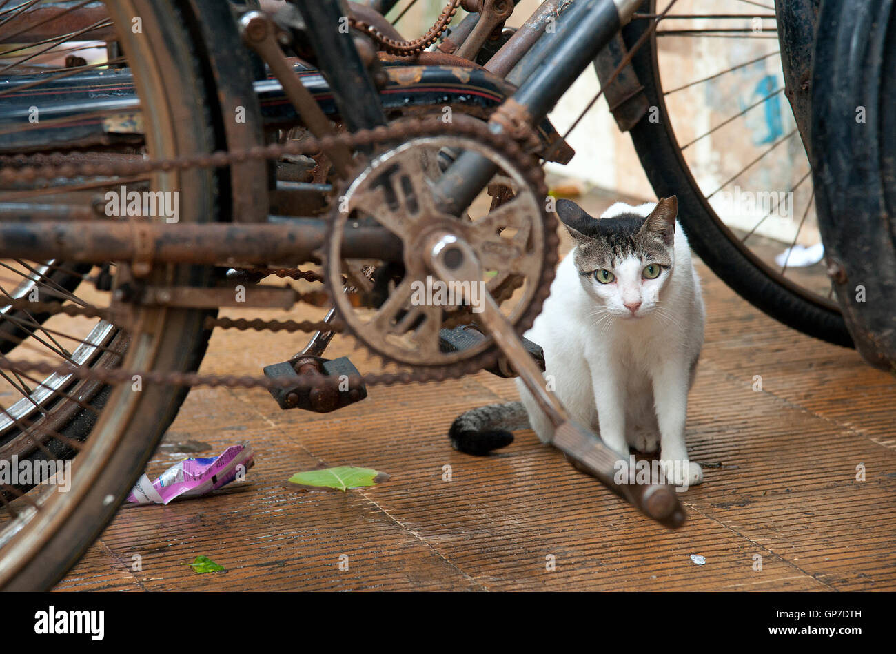 The image of Cat and bicycles, at Pali village in Bandra Hill road ...