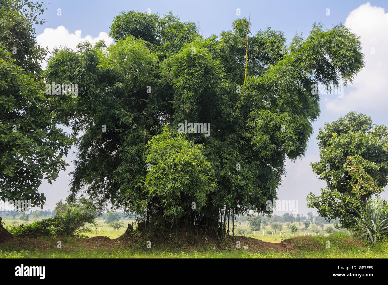 Bamboo tree, bastar, chhattisgarh, india, asia Stock Photo - Alamy