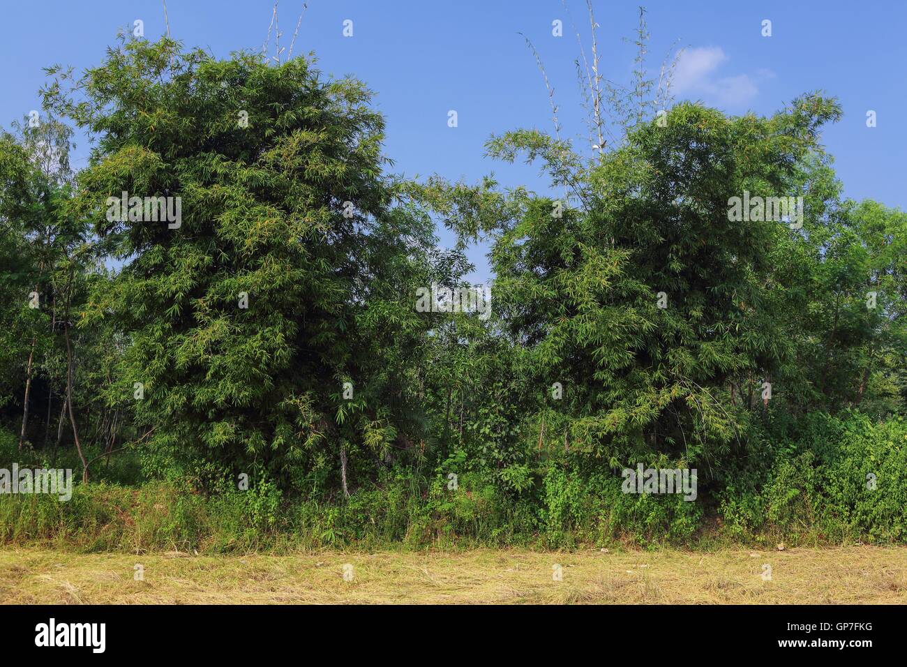 Bamboo tree of bastar, chhattisgarh, india, asia Stock Photo - Alamy