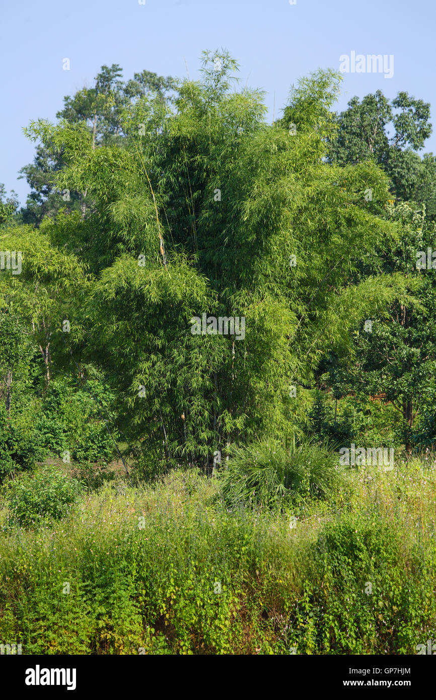 Bamboo tree, bastar, chhattisgarh, india, asia Stock Photo - Alamy