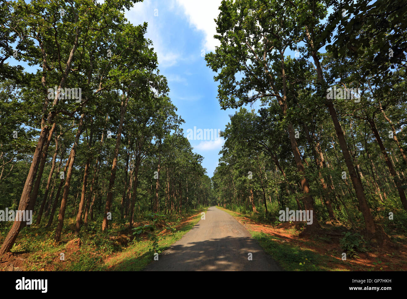 Sal trees jungle hi-res stock photography and images - Alamy