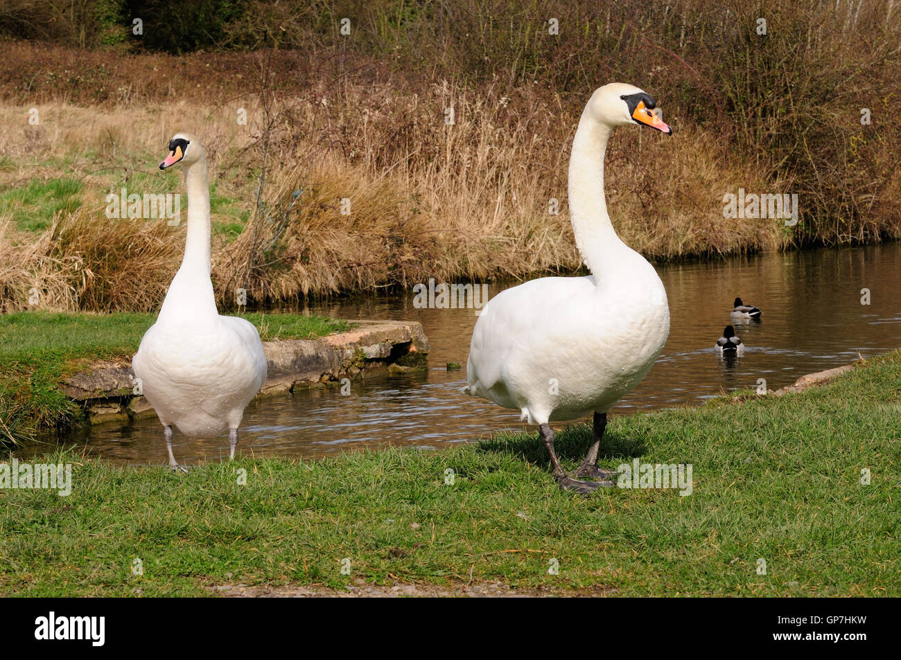 Aggressive swans hi-res stock photography and images - Alamy