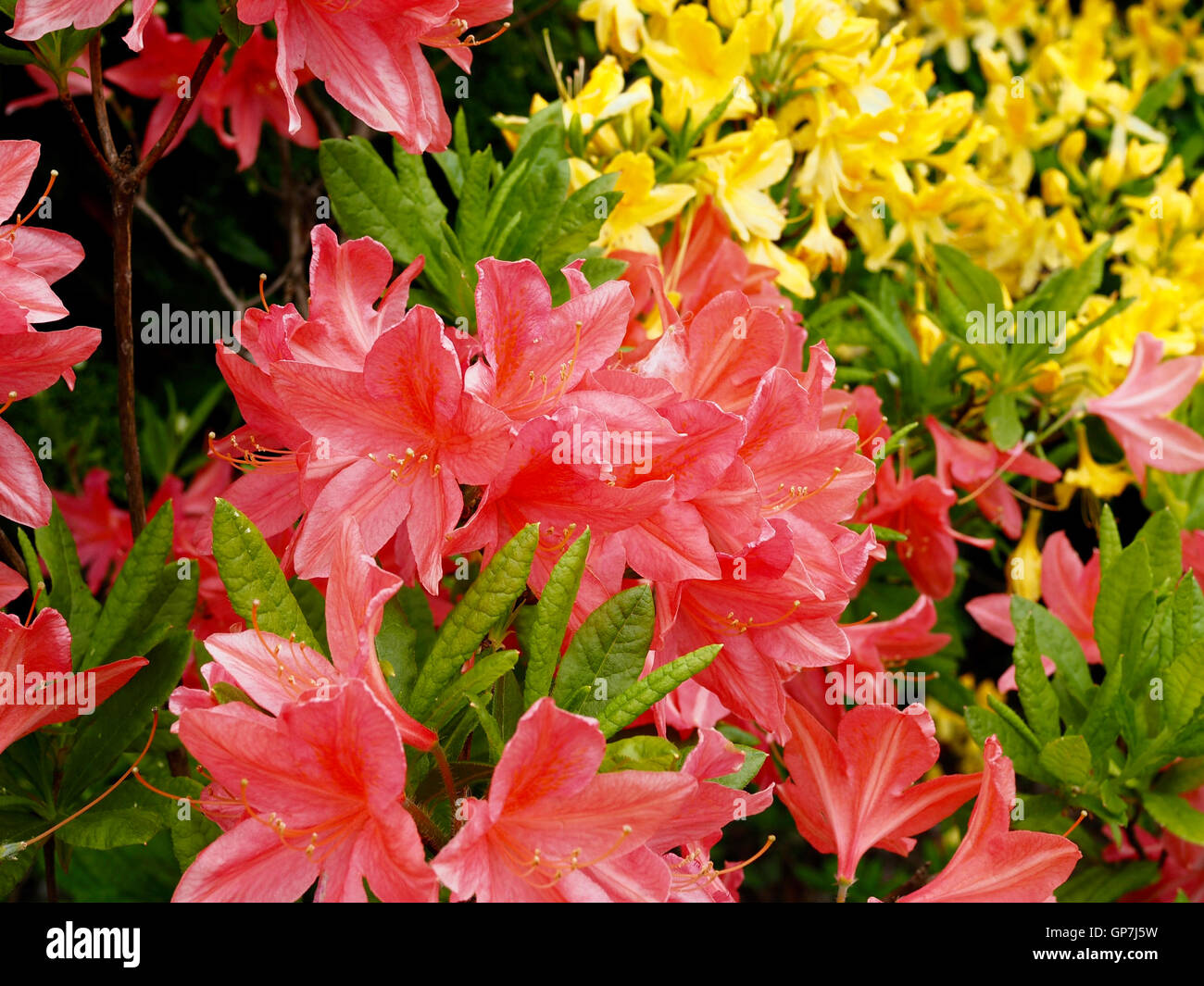 Azalea in bloom Stock Photo - Alamy