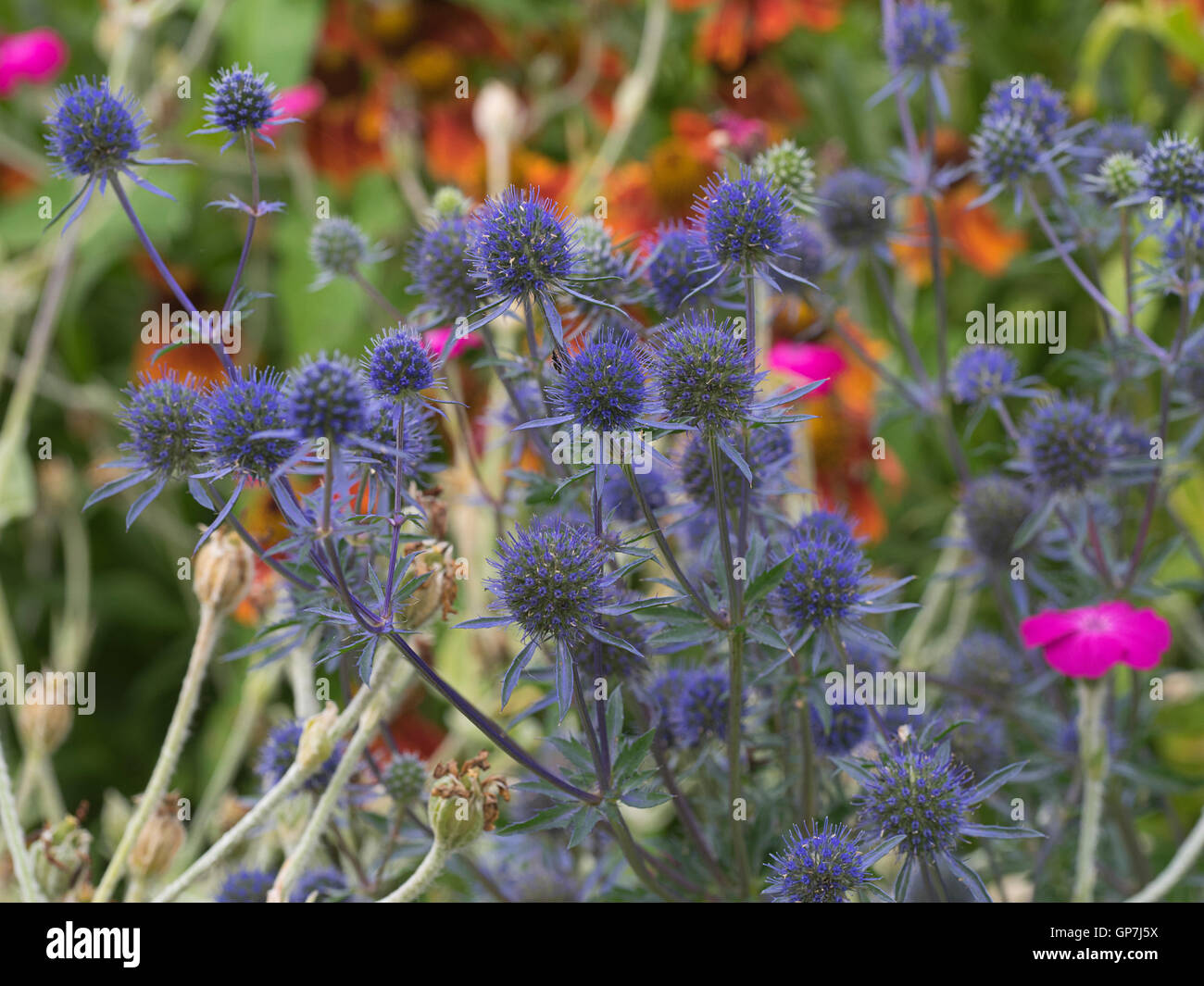 Sea holly plant hi-res stock photography and images - Alamy