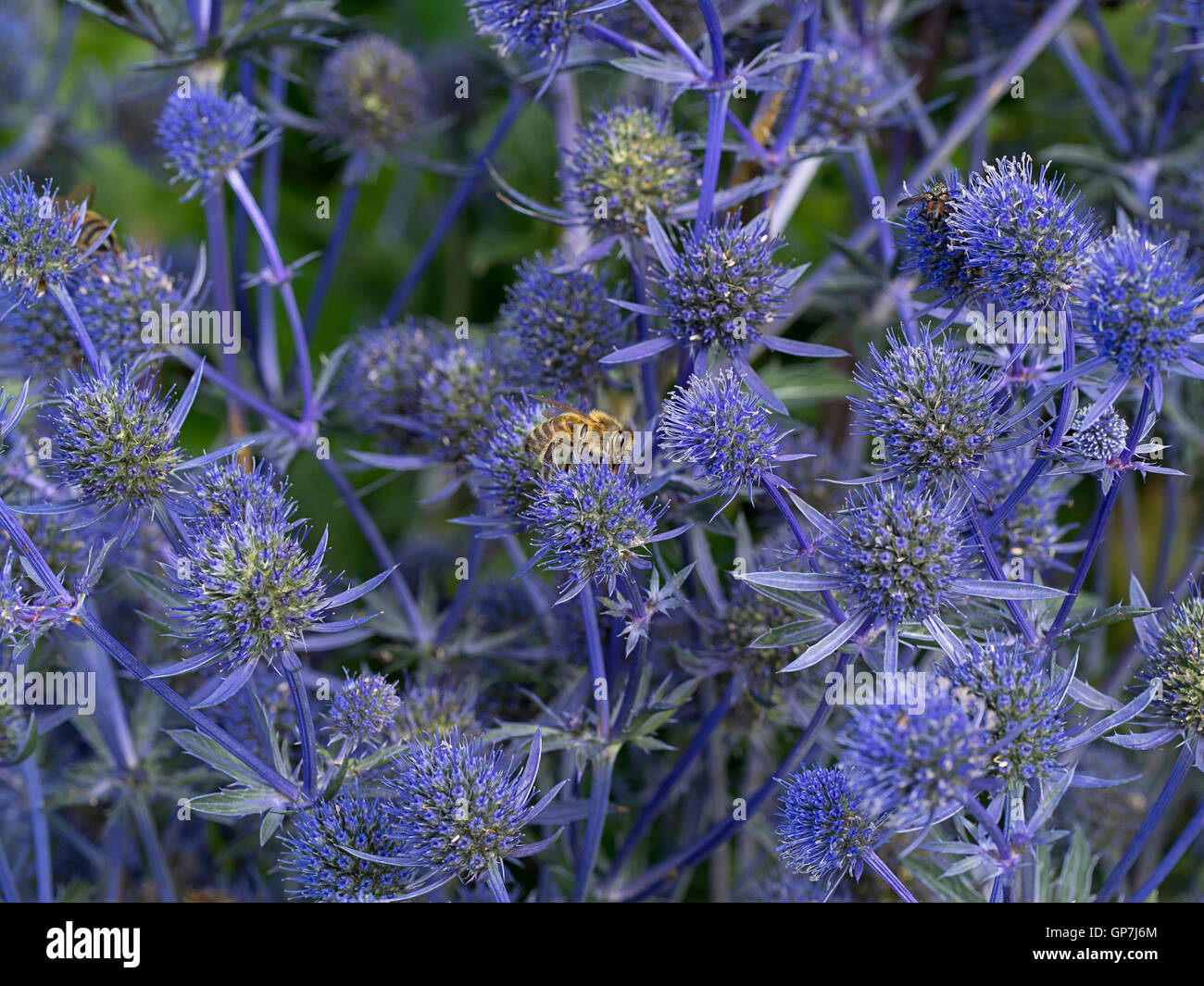 Sea holly plant Stock Photo - Alamy