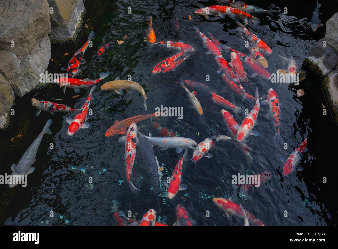 Koi fish pond asakusa sensoji temple, tokyo, japan Stock Photo - Alamy