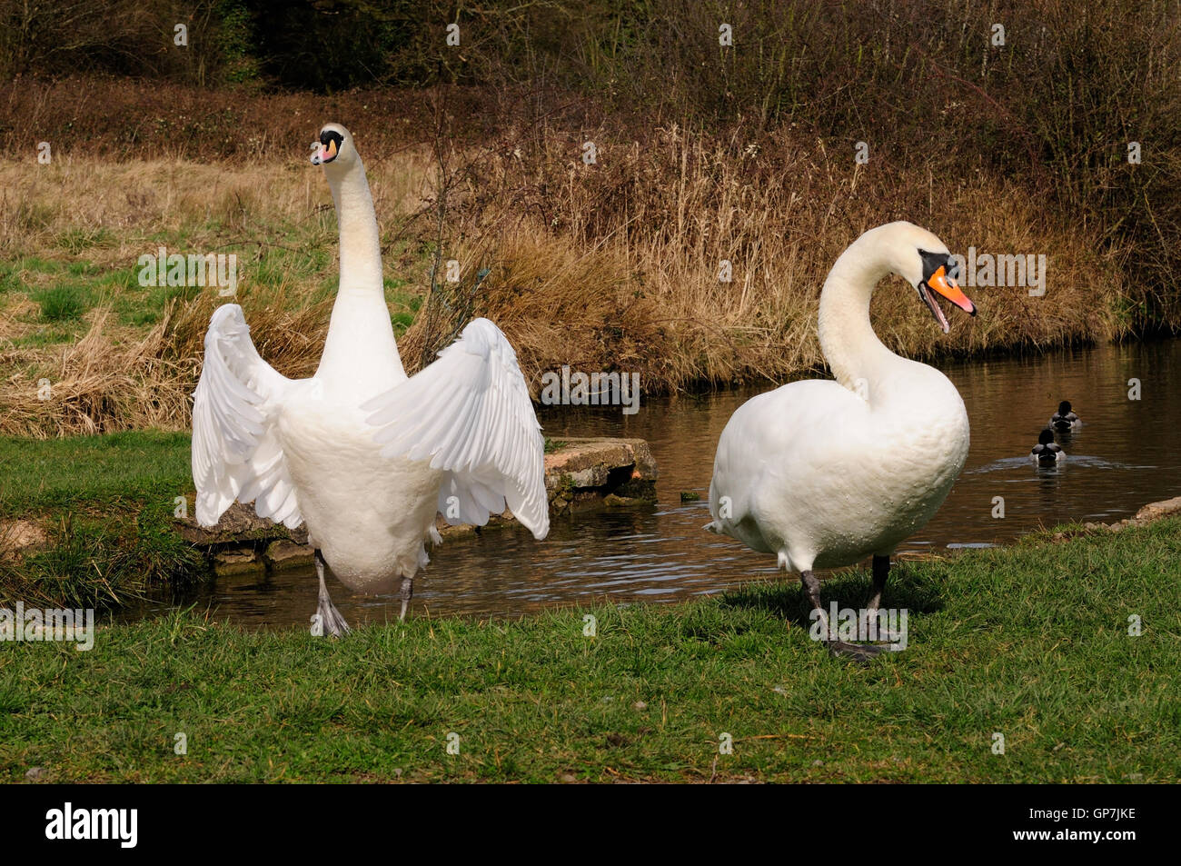 A pair of mute swans defending their territory, one with wings ...
