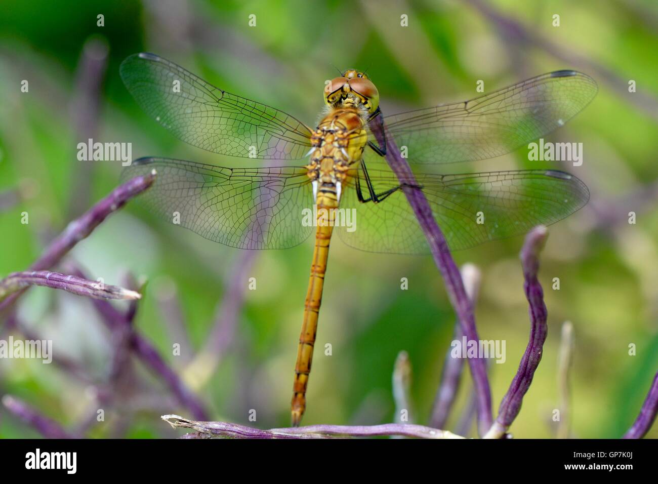 Dragonfly resting on a purple shoot Stock Photo - Alamy