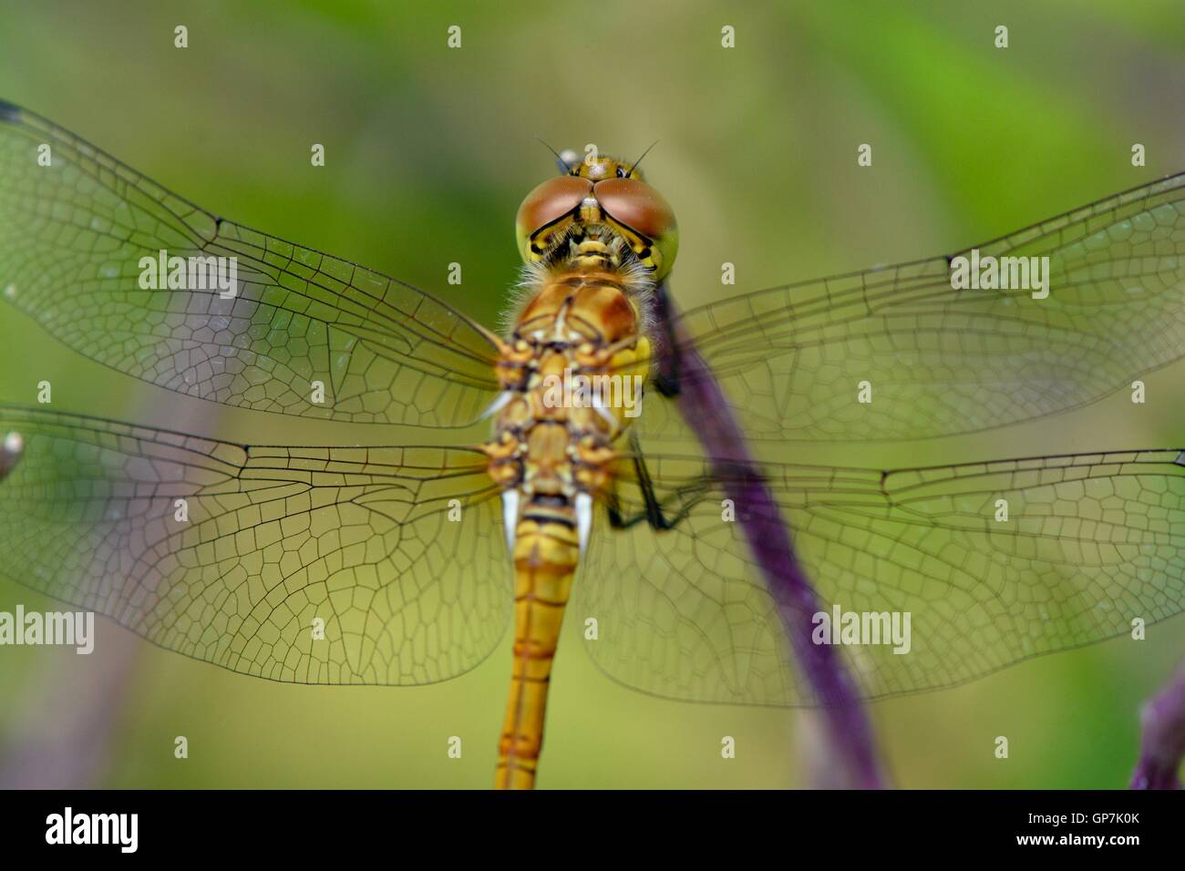 Golden amber eyes hi-res stock photography and images - Alamy