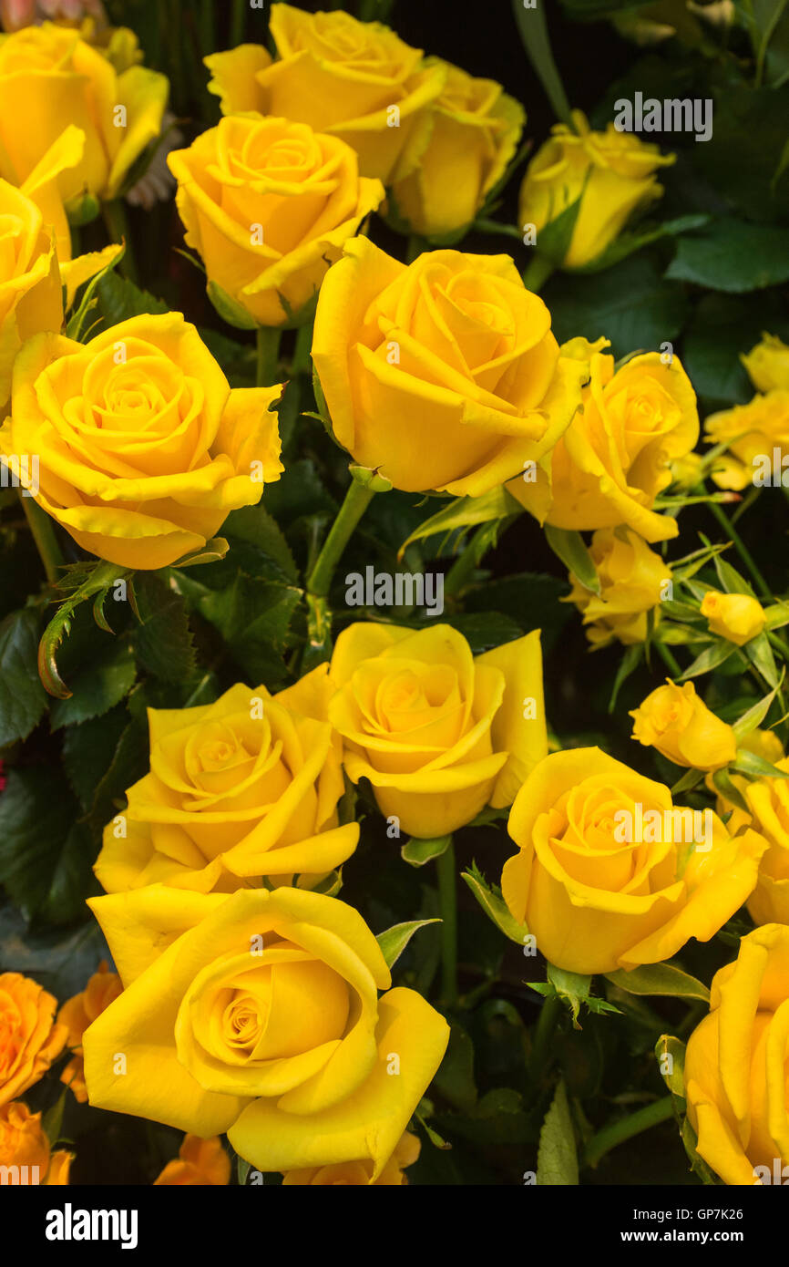 Tokyo rose hi-res stock photography and images - Alamy