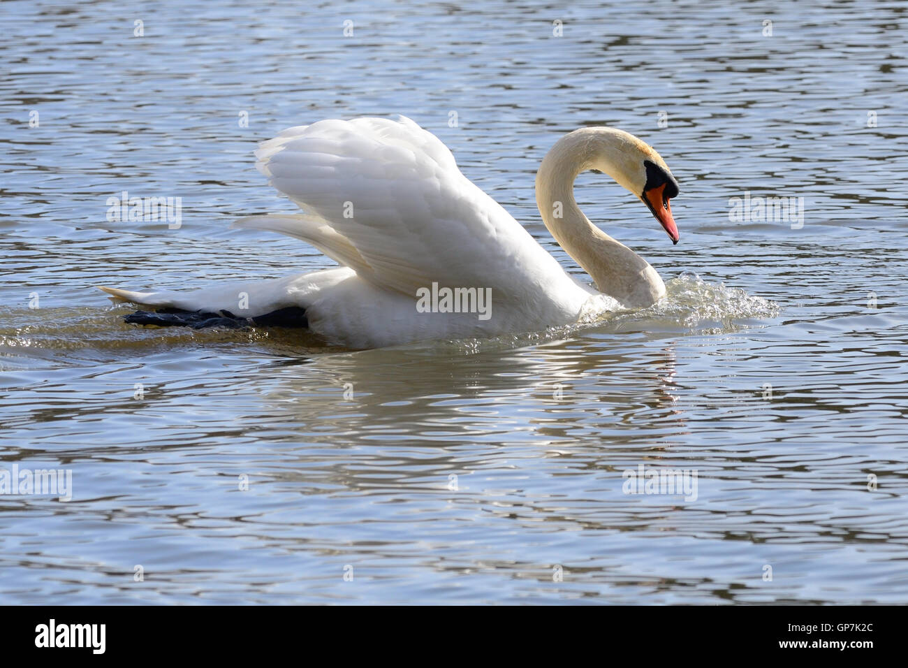 A mute swan powering through the water in typical display mode (Cygnus ...