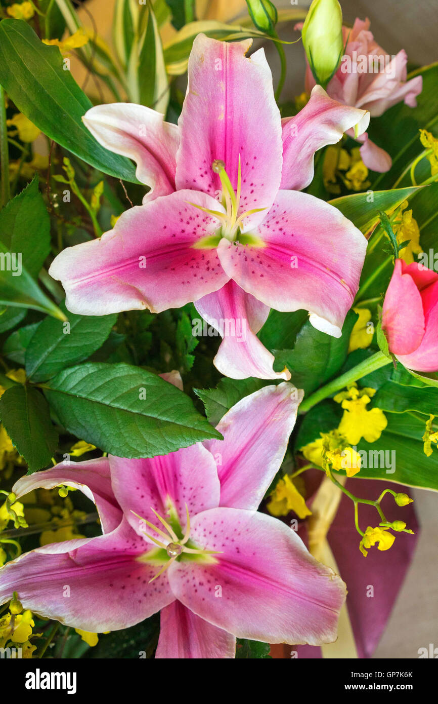Japanese orchids hi-res stock photography and images - Alamy