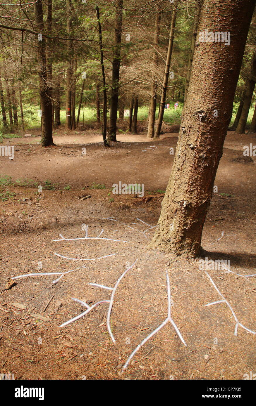 The Sentient Forest; an LED lit art installation by artist Andrea Roe ...