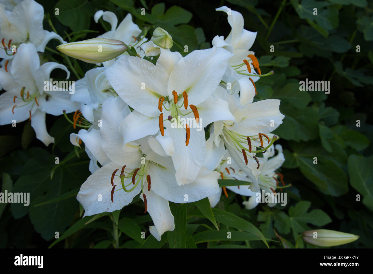 Lilium "Heavenly White Stock Photo - Alamy