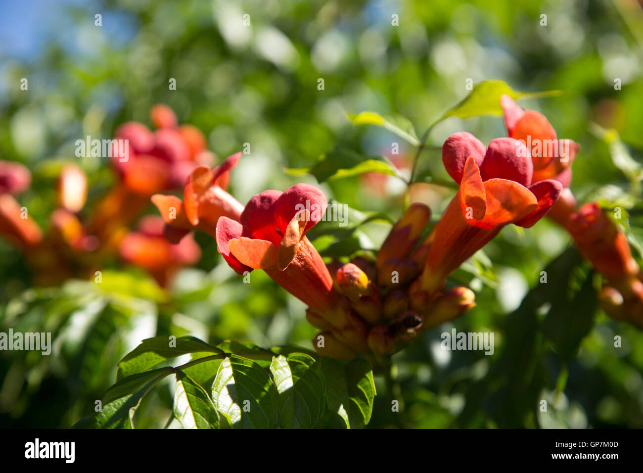 Campsis radicans, the trumpet vine Stock Photo - Alamy