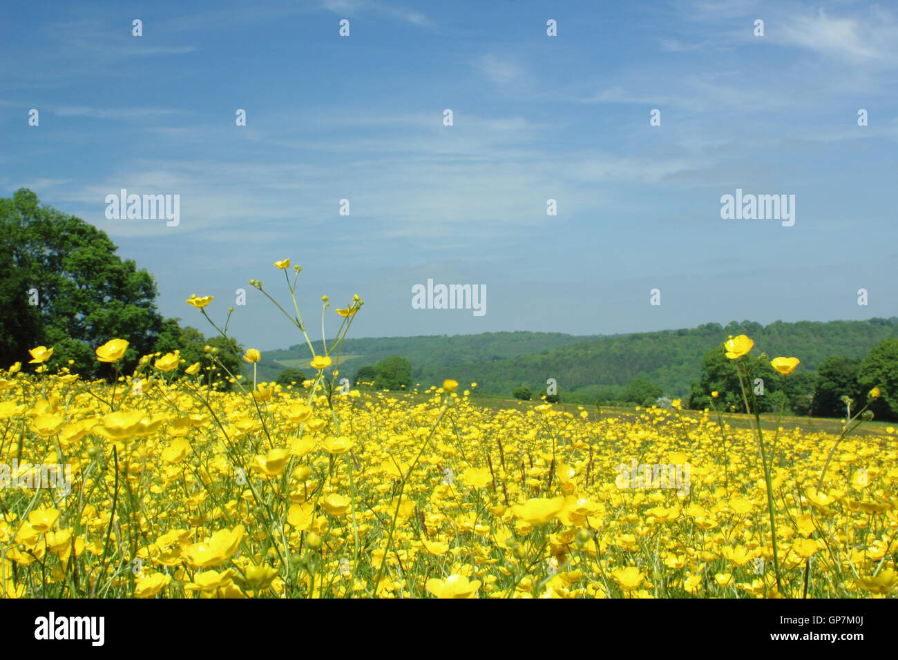 Thousands of meadow buttercups (ranunculus acris) flower in an ...