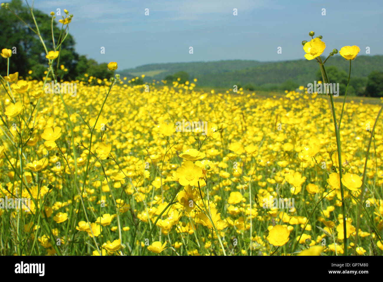 Pentwyn farm nature reserve hi-res stock photography and images - Alamy