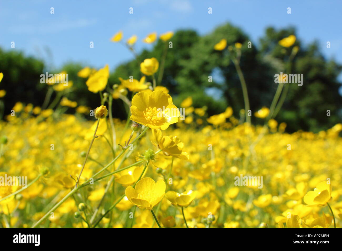 Pentwyn Farm Nature Reserve High Resolution Stock Photography and ...