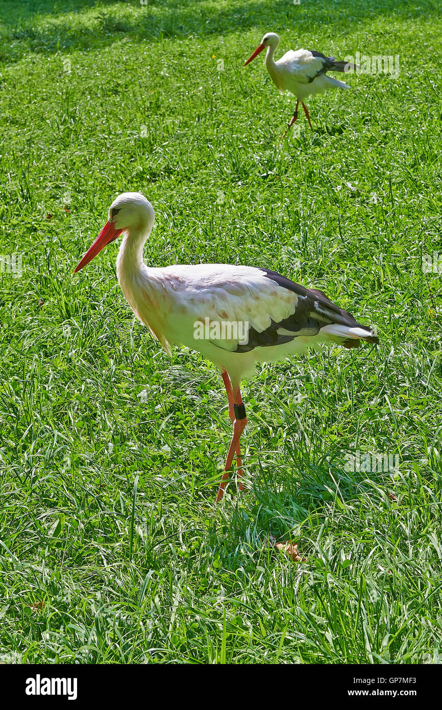 White stork walking hi-res stock photography and images - Alamy