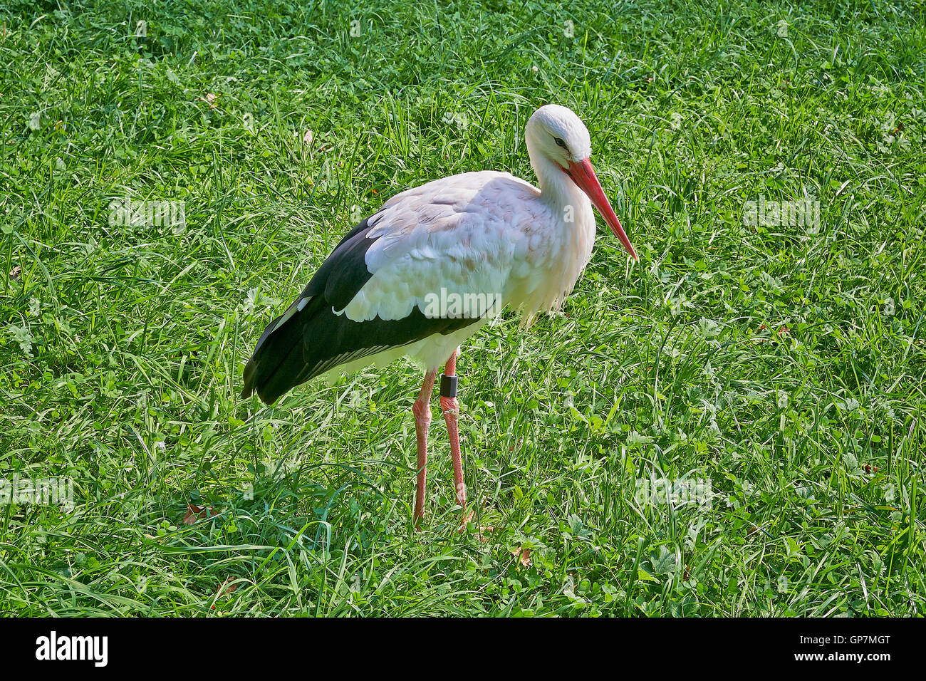 White stork walking hi-res stock photography and images - Alamy