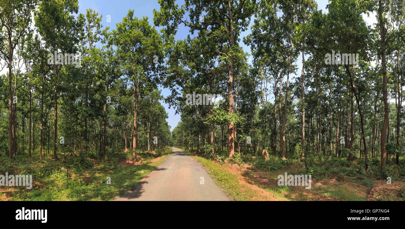 Sal trees forest, bastar, chhattisgarh, india, asia Stock Photo - Alamy