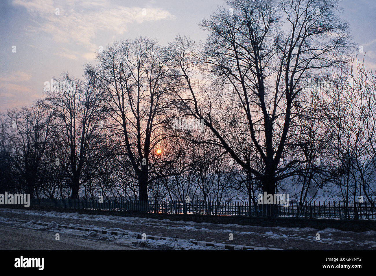 Kashmir tree hi-res stock photography and images - Alamy