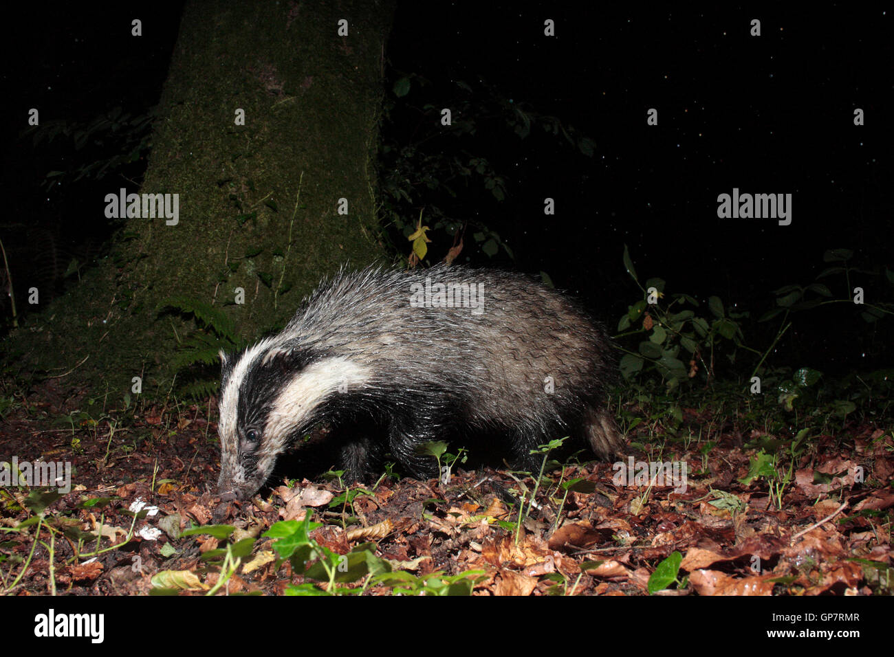 Badger eye hi-res stock photography and images - Alamy