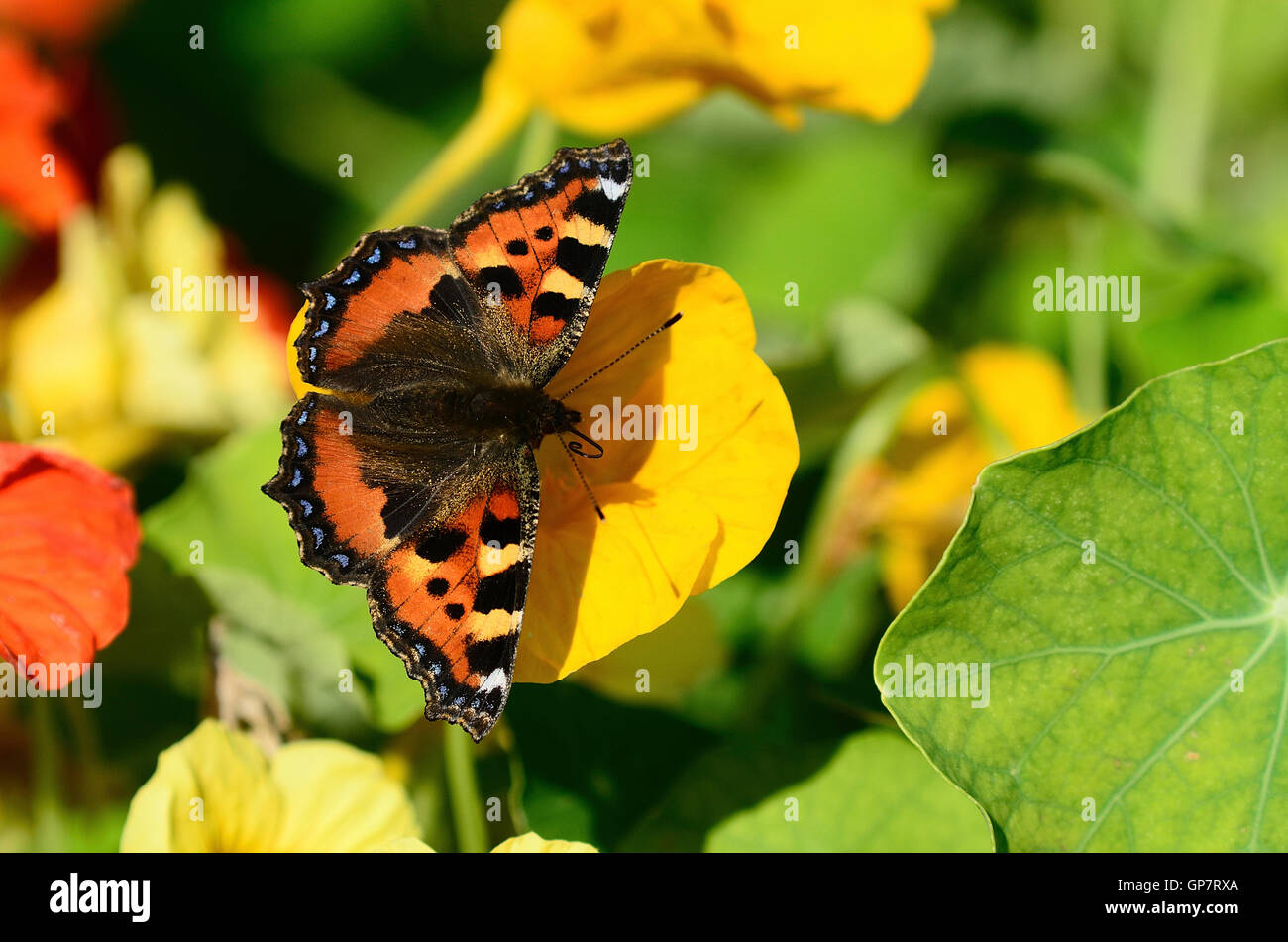 small tortoiseshell butterfly Stock Photo - Alamy