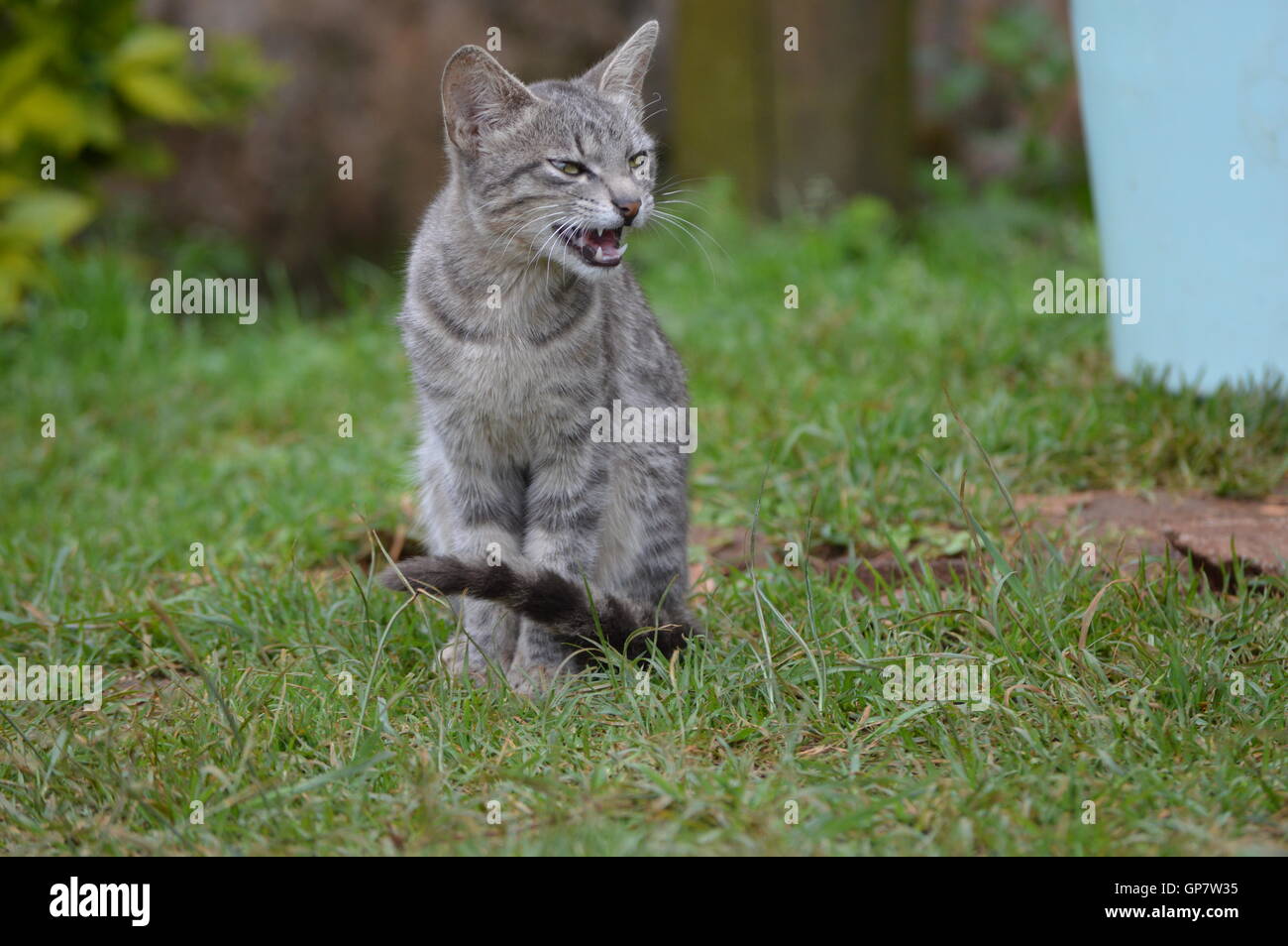 Mad pets hi-res stock photography and images - Alamy