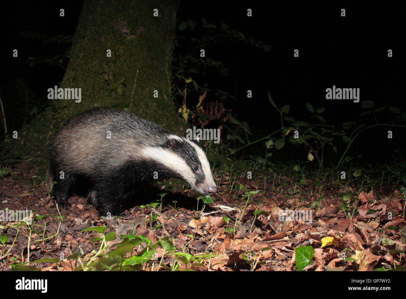 Uk badger eye hi-res stock photography and images - Alamy