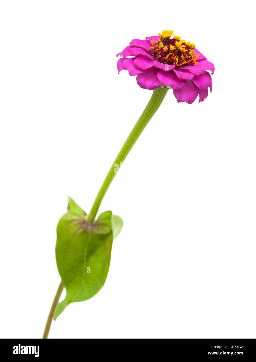 magenta zinnia isolated on white background Stock Photo - Alamy