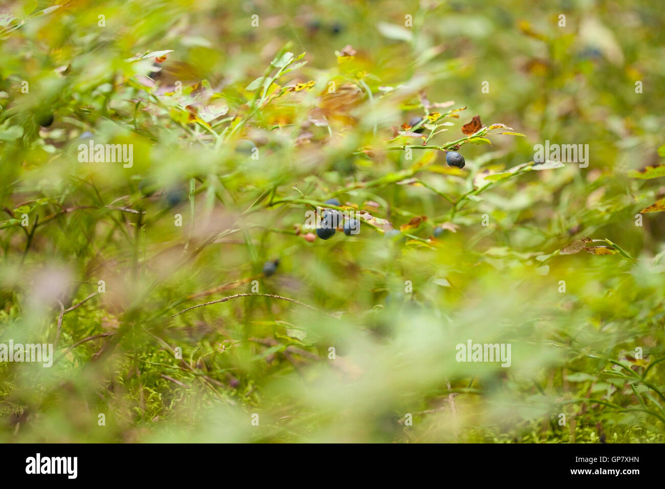 Bilberry bushes hi-res stock photography and images - Alamy