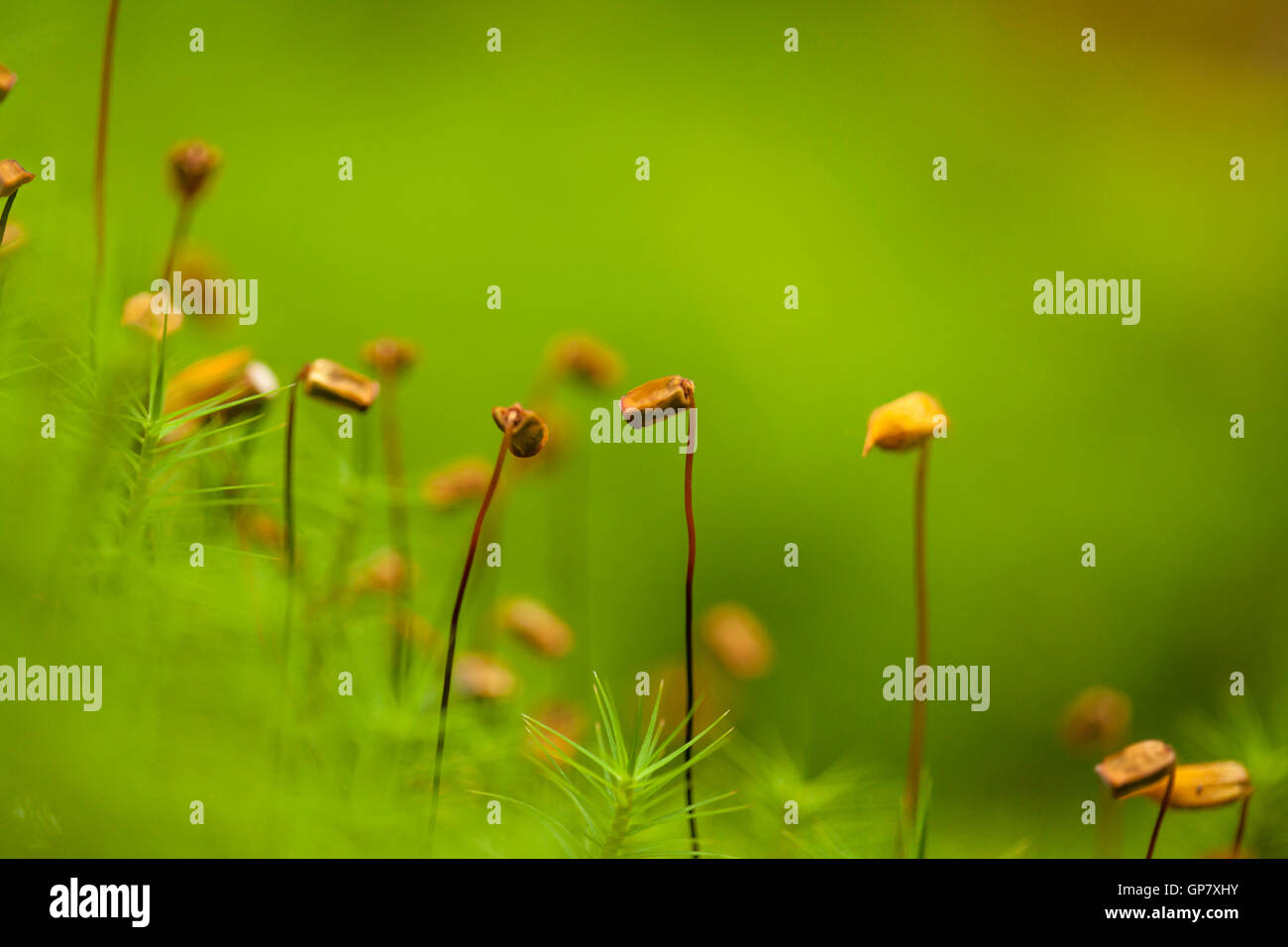 Polytrichum capsule hi-res stock photography and images - Alamy