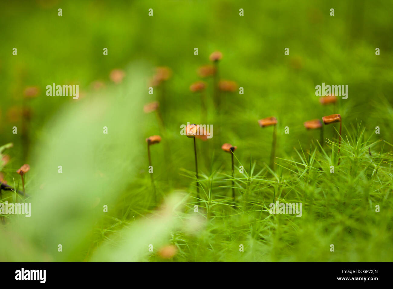 Polytrichum capsule hi-res stock photography and images - Alamy