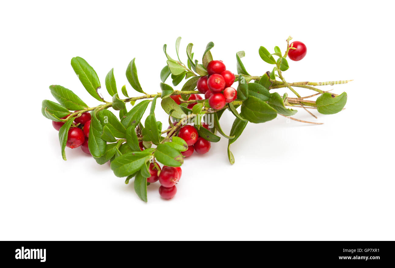 Lingonberries hi-res stock photography and images - Alamy