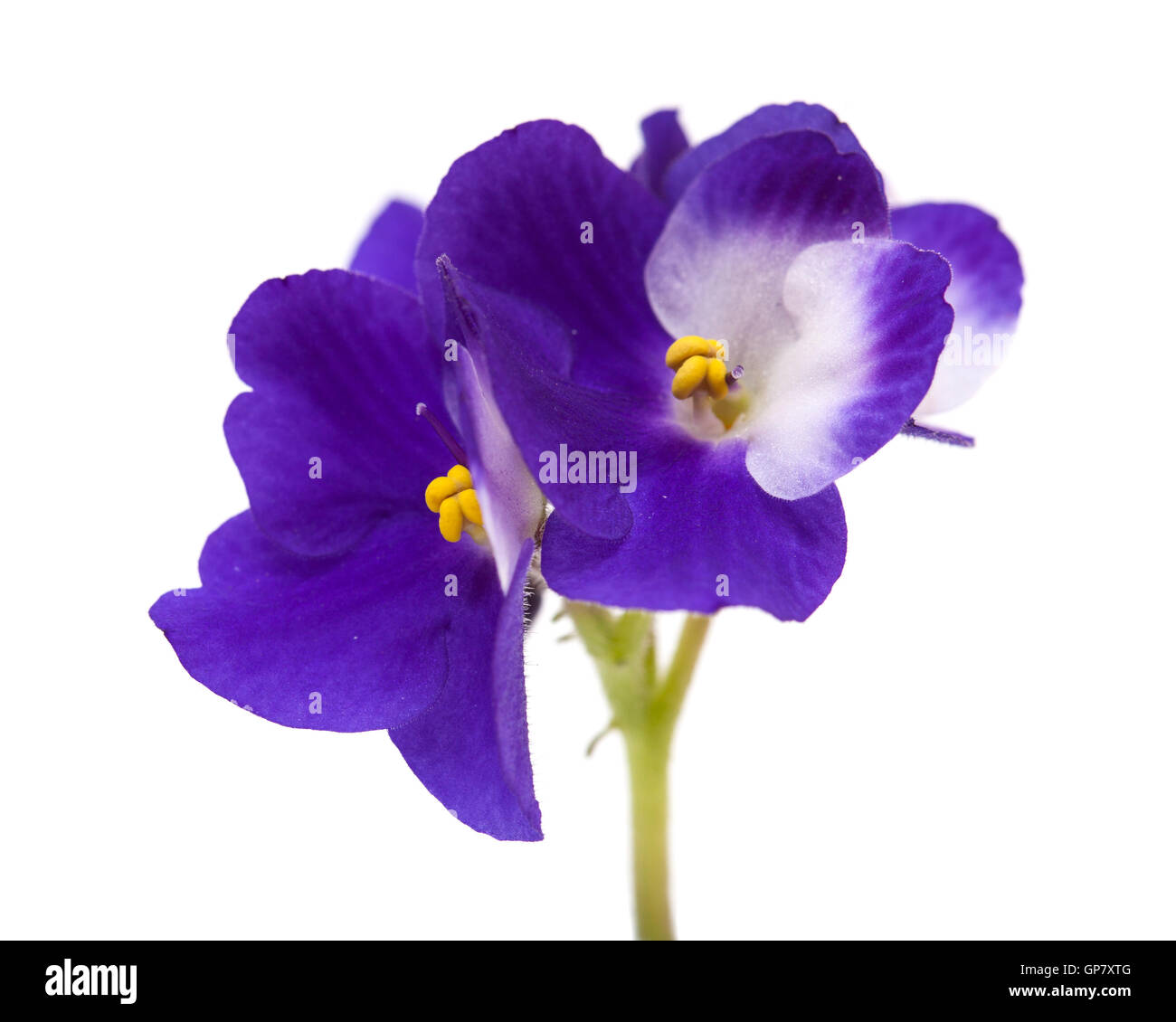 Dark blue and purple gradient Cut Out Stock Images & Pictures - Alamy